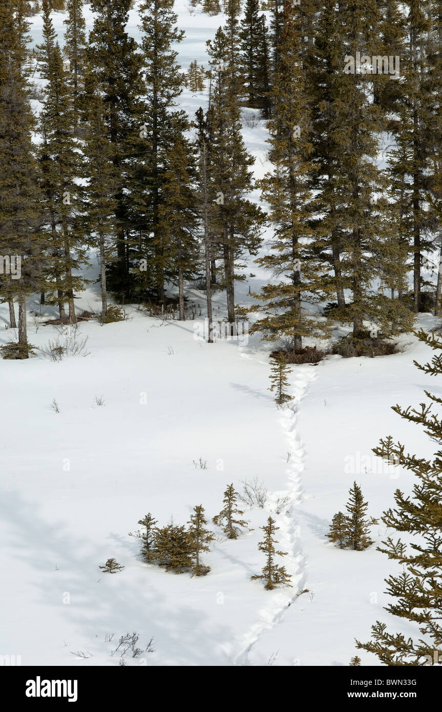 Winter landscape of pine trees outdoor scene Stock Photo - Alamy