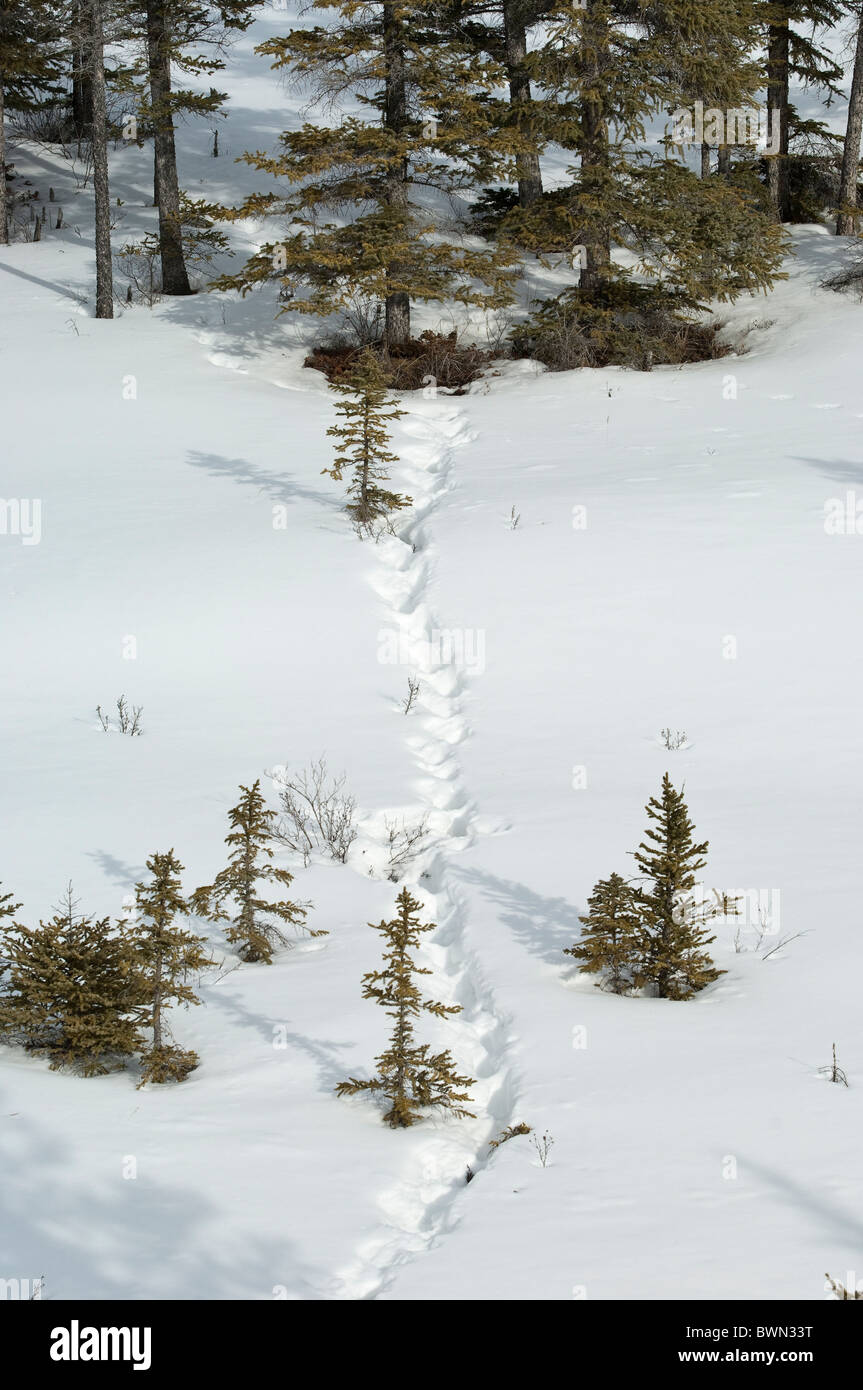 Winter landscape of pine trees outdoor scene, Banff National Park, Lake ...