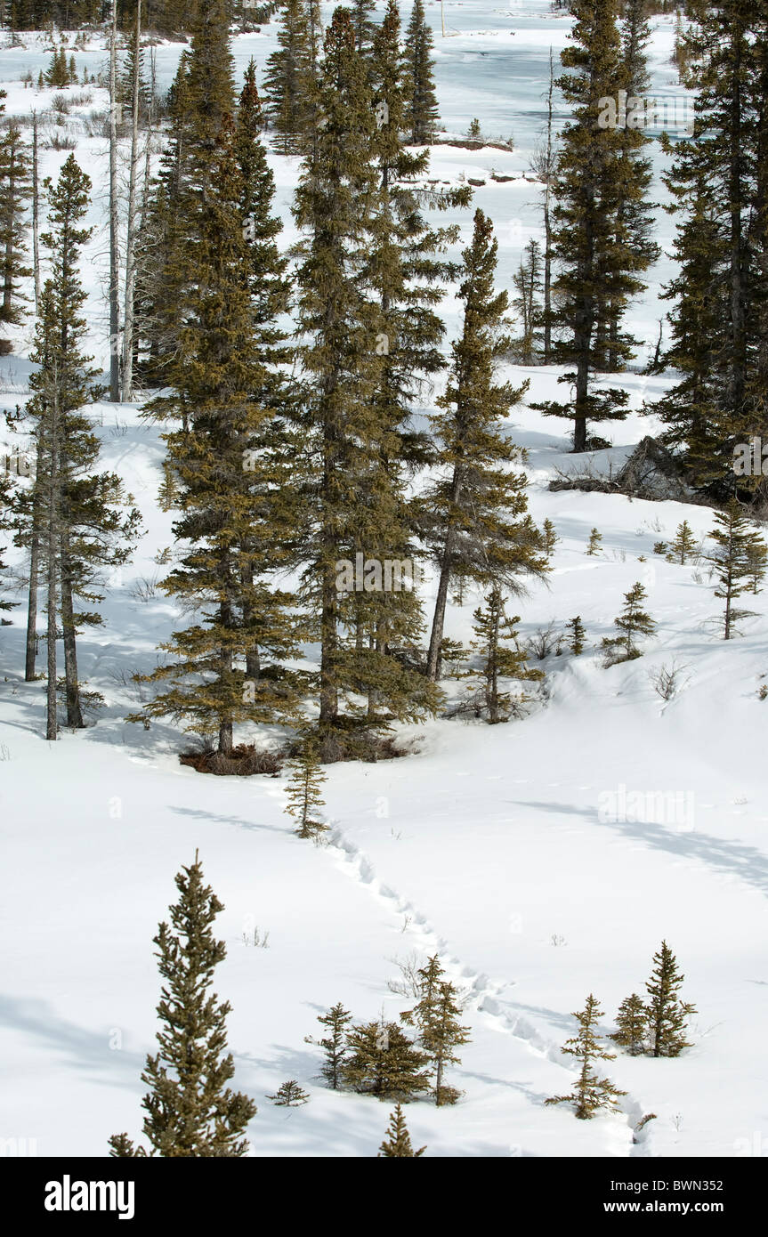 Canadian pine trees hi-res stock photography and images - Alamy