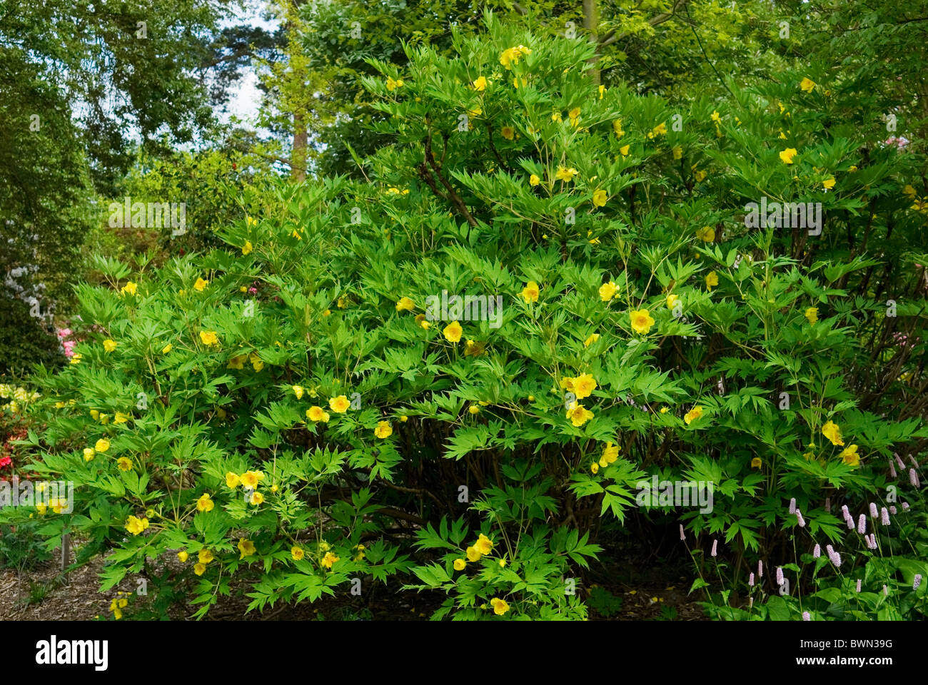 PAEONIA DELAVAYI VAR LUTEA TREE PEONY Stock Photo - Alamy