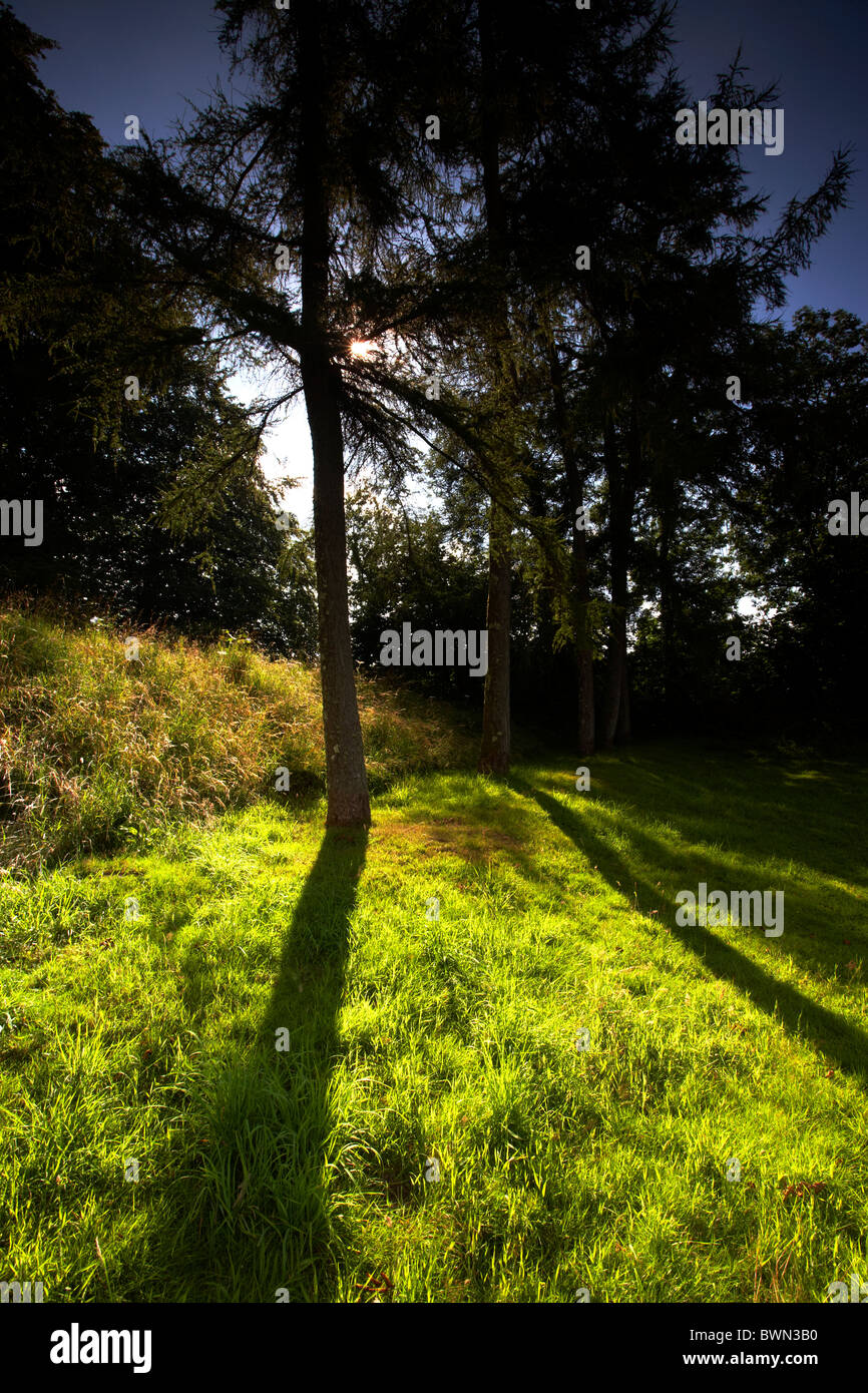 Backlit pine hi-res stock photography and images - Alamy