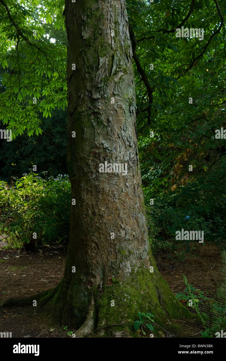 AESCULUS INDICA INDIAN HORSE CHESTNUT Stock Photo - Alamy