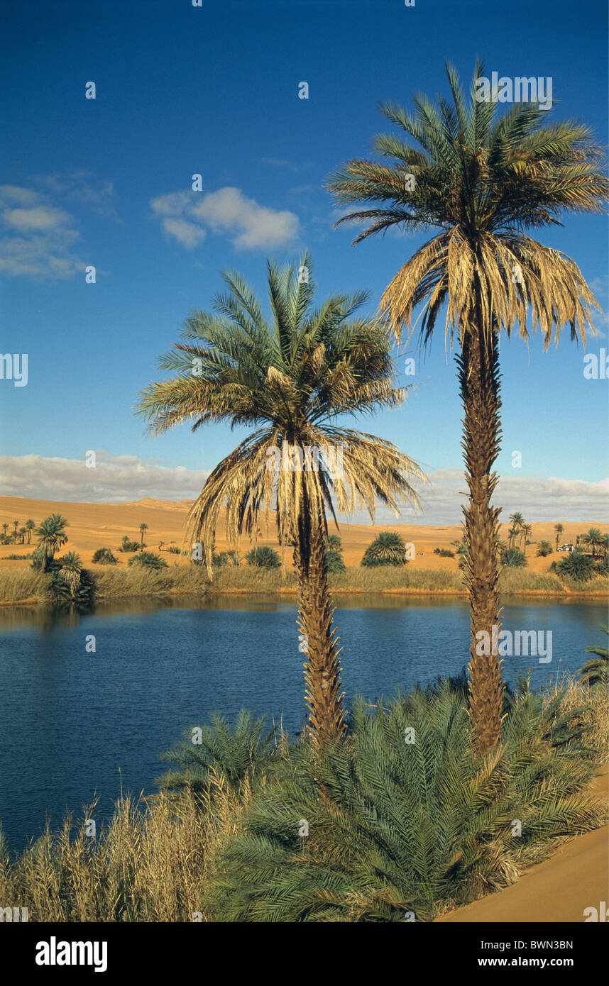 Libya oasis Um El Ma Erg Ubari Mandara lakes Africa Mandara palms palm ...