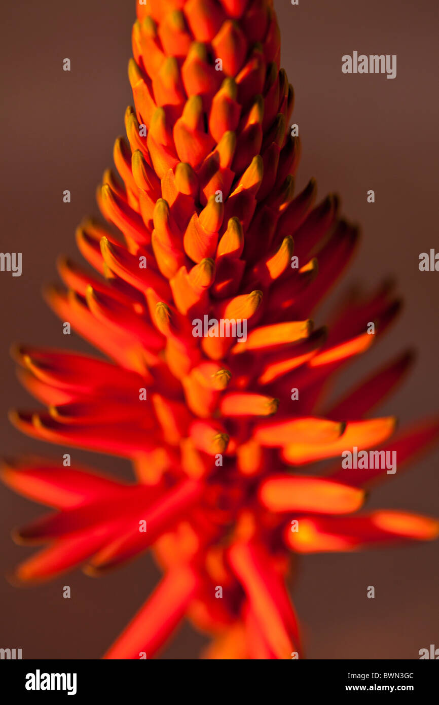Complex inflorescence hi-res stock photography and images - Alamy