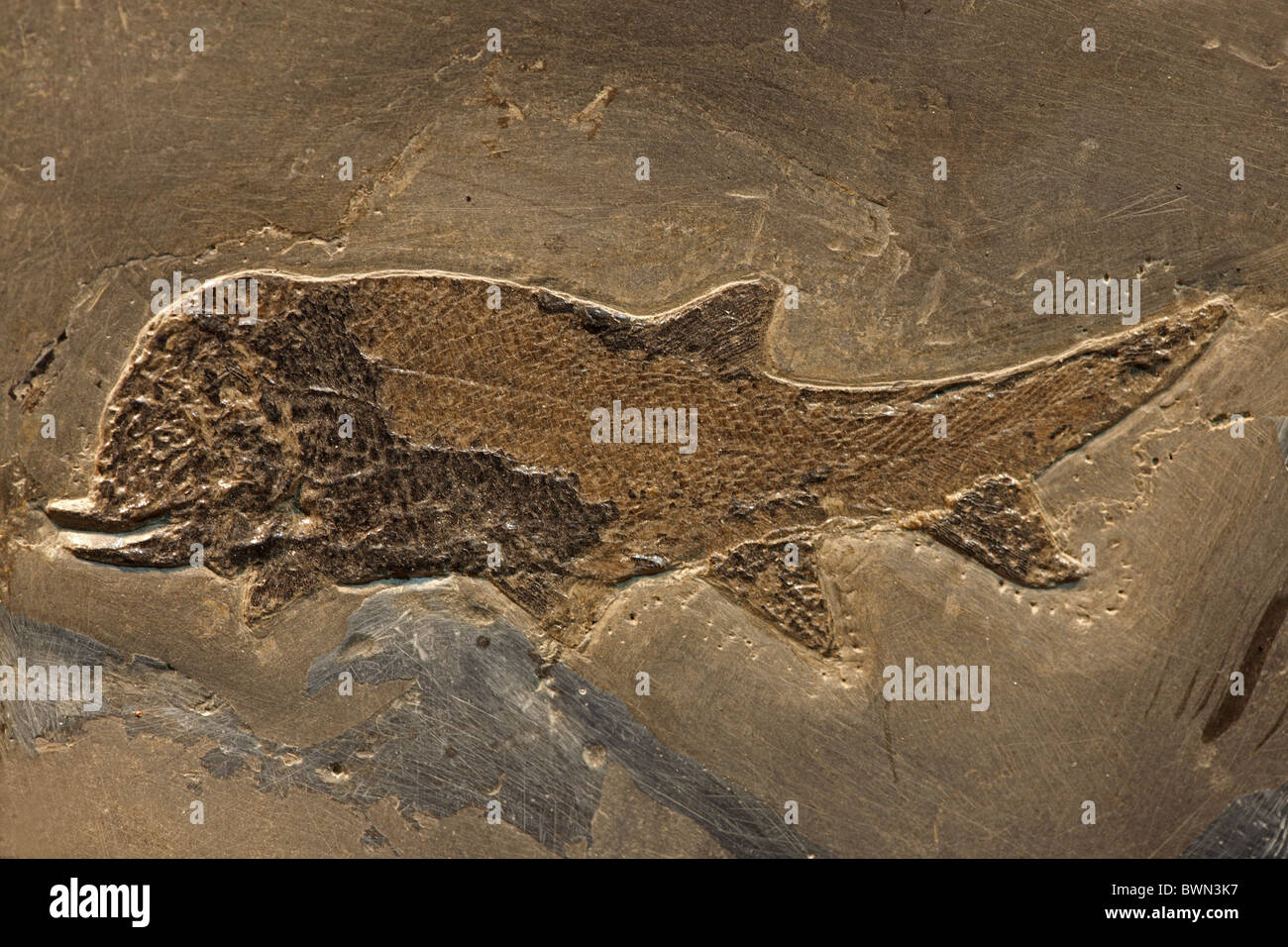 Paramblypterus spec., Carboniferous, an extinct genus of fish Stock ...