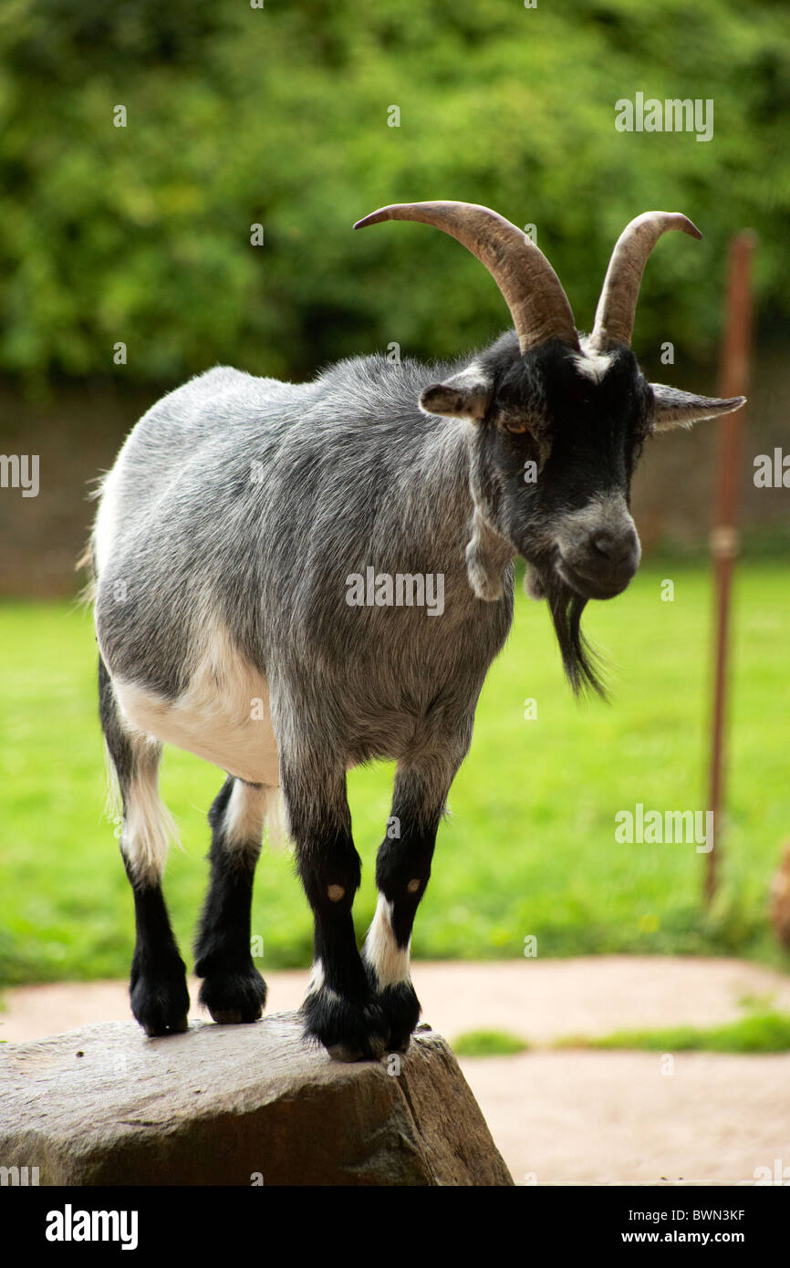 Mountain goat in a zoo Stock Photo - Alamy