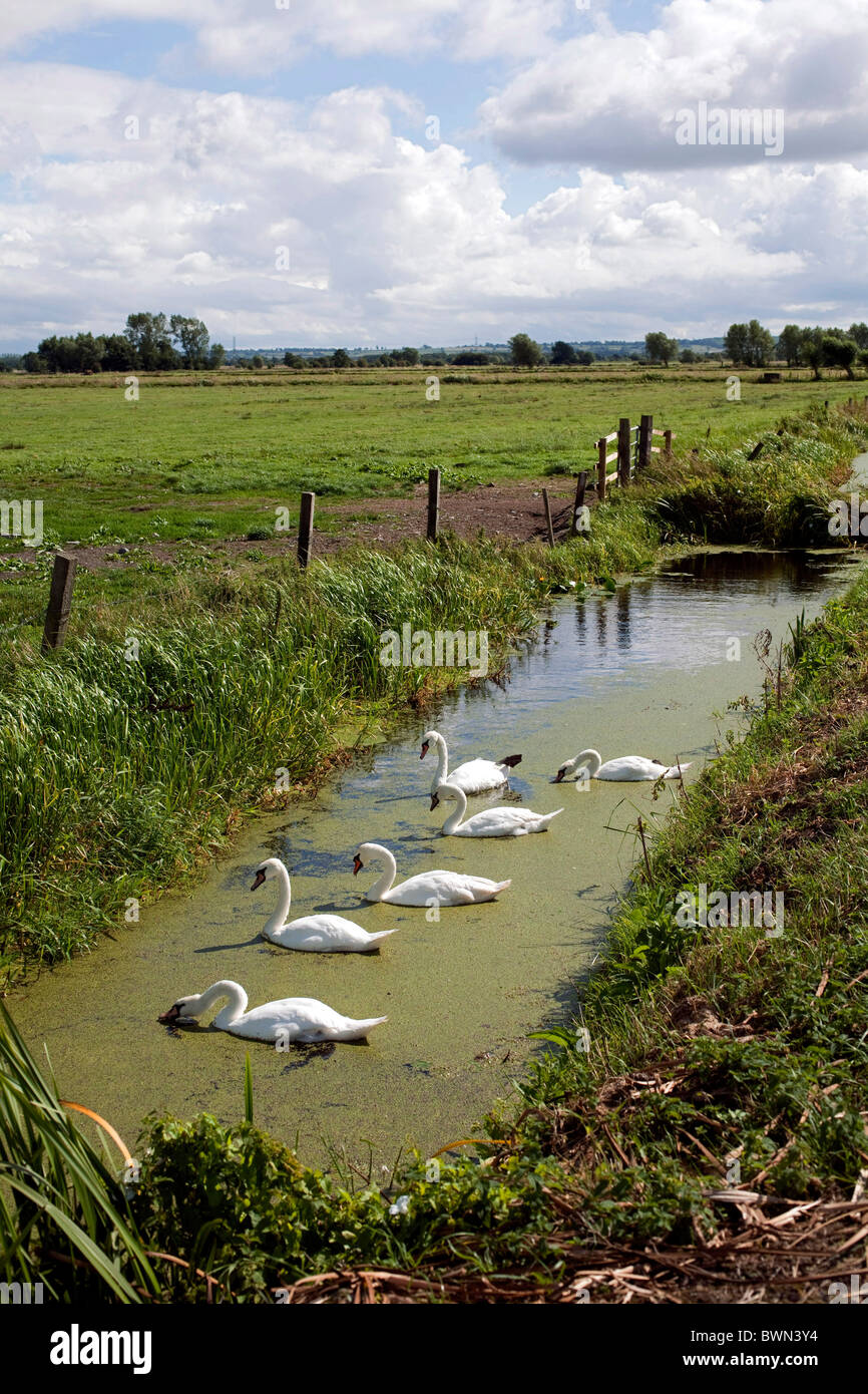 Mute swans on the North Drain, a network of man-made channels draining ...