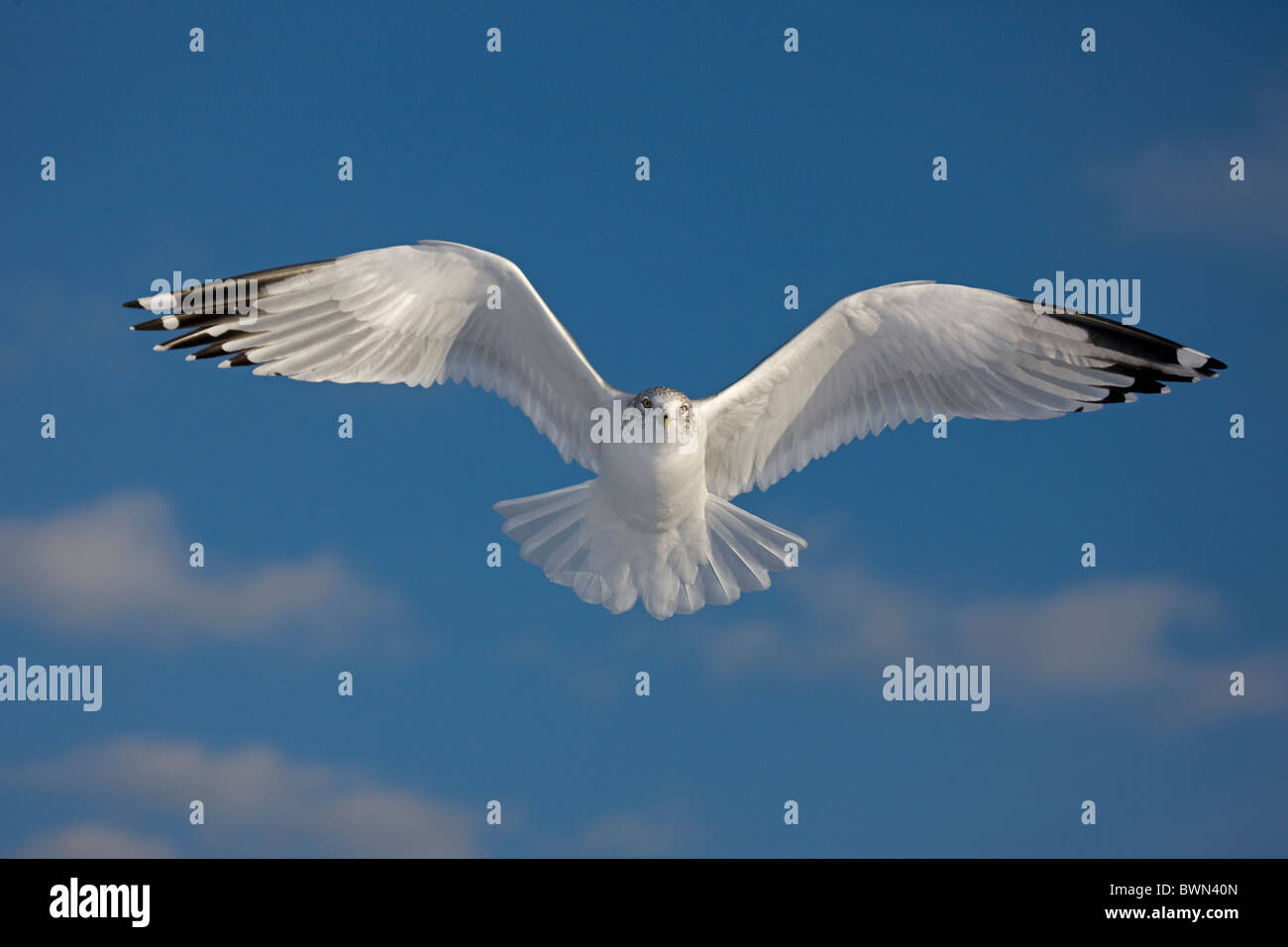 Ring-billed Gull (Larus delawarensis) - New York - USA - Adult flying ...