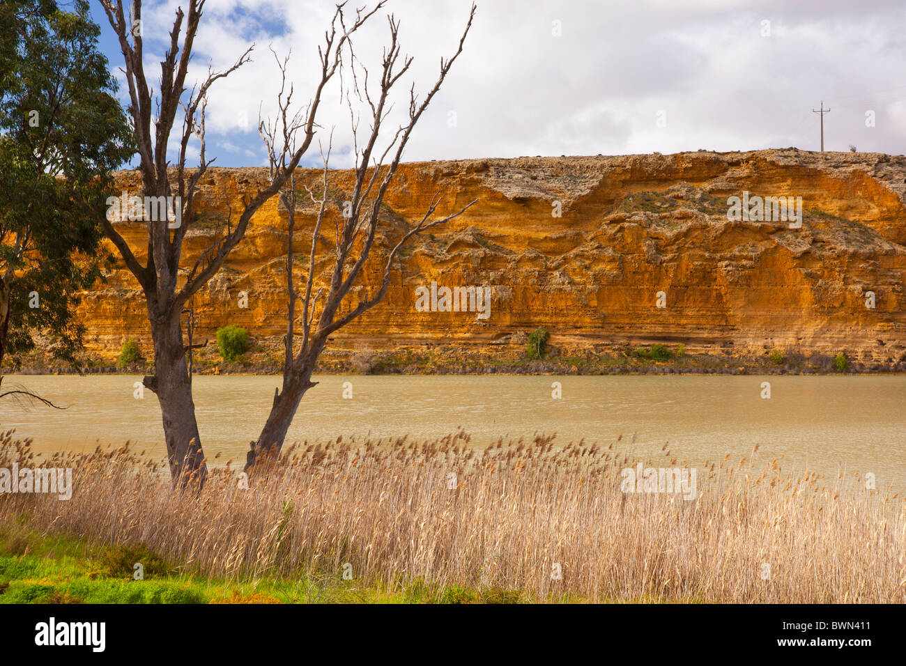 Afternoon light on golden cliffs and a dead tree on the Murray River at ...