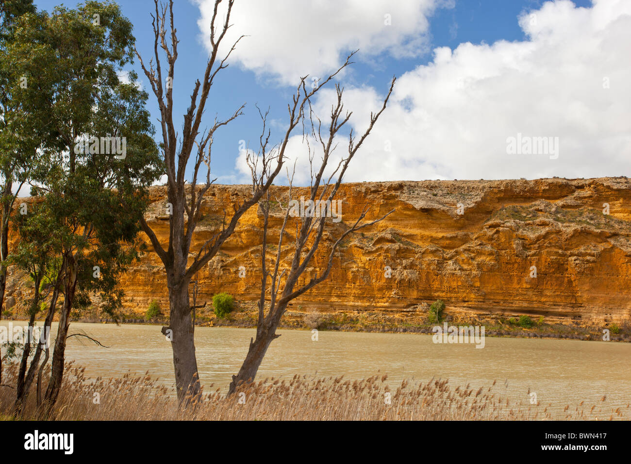 Afternoon light on golden cliffs and a dead tree on the Murray River at ...