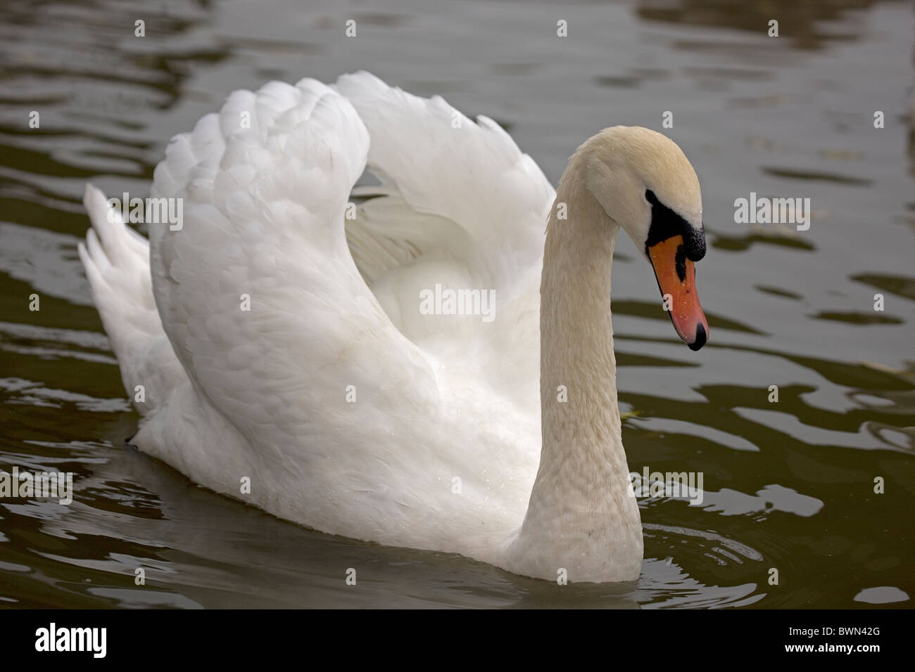 Mute Swan (Cygnus olor) UK - Showing busking display Stock Photo - Alamy