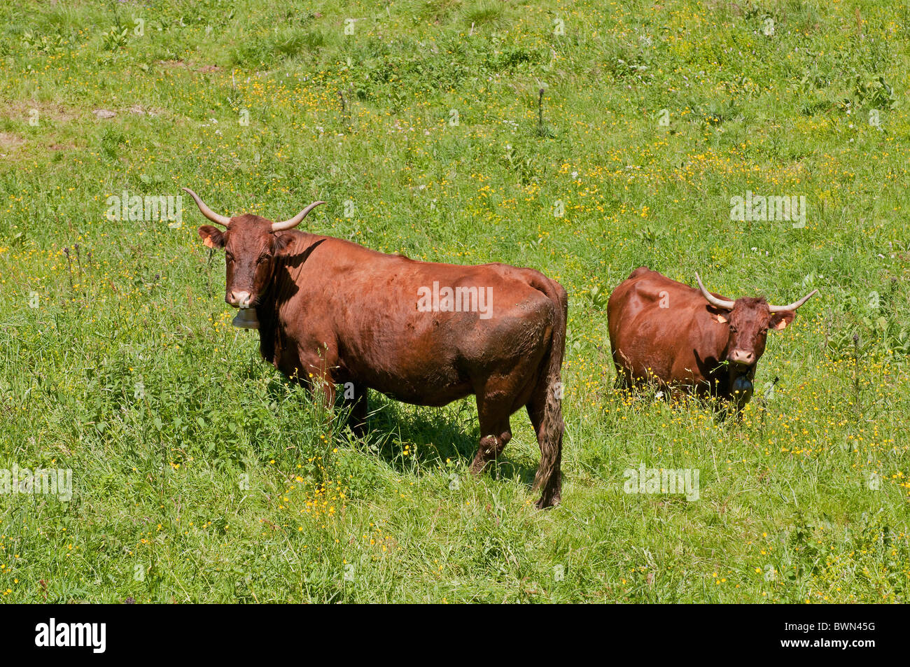 Salers cattle hi-res stock photography and images - Alamy