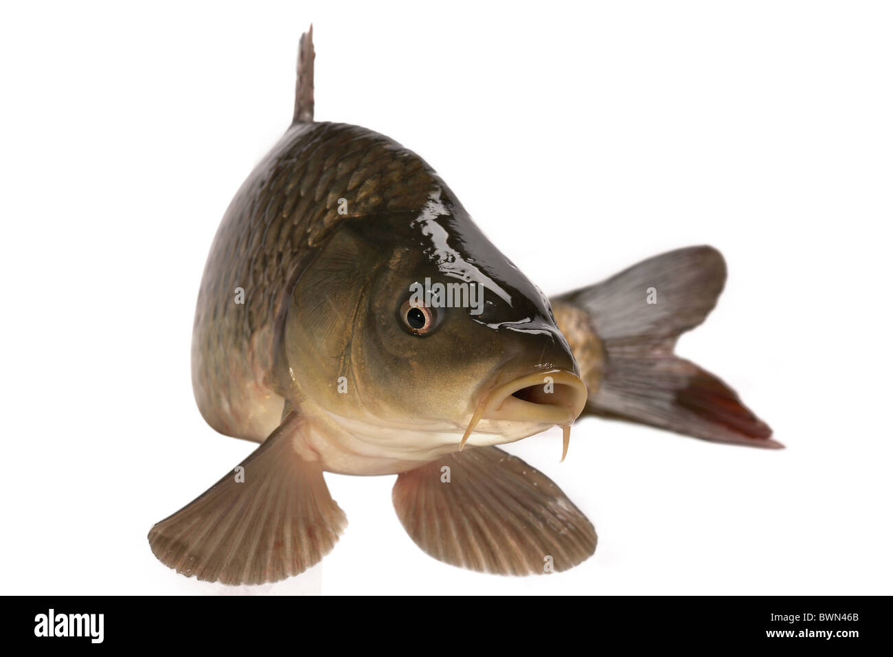 Underwater carp Cut Out Stock Images & Pictures - Alamy