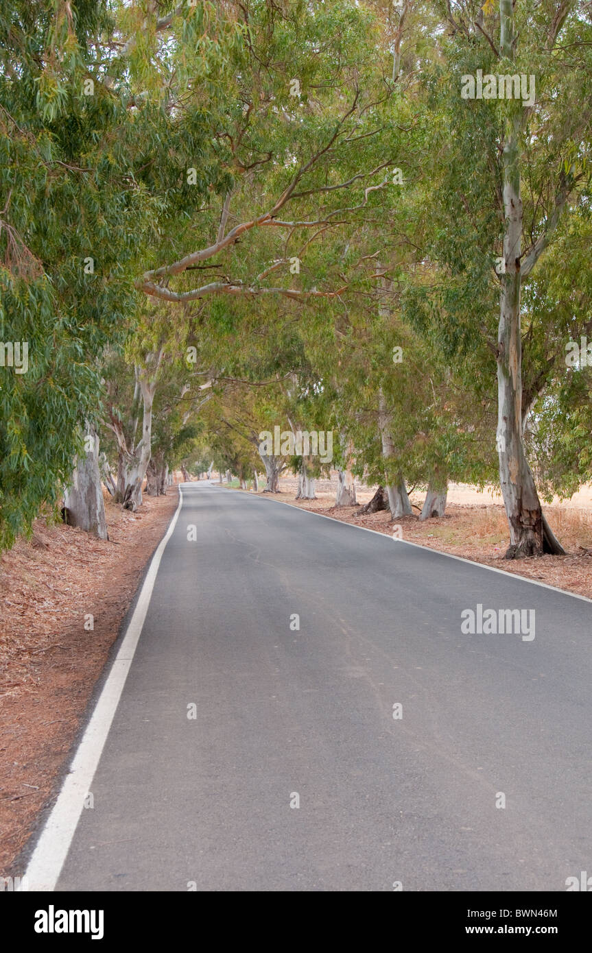 Road with trees Stock Photo - Alamy