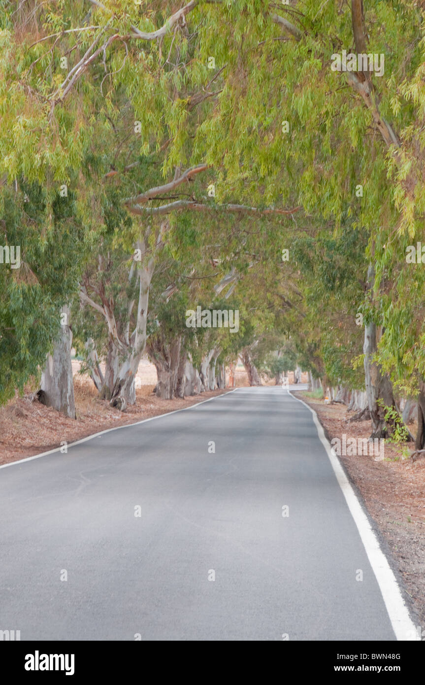 Road with trees Stock Photo - Alamy