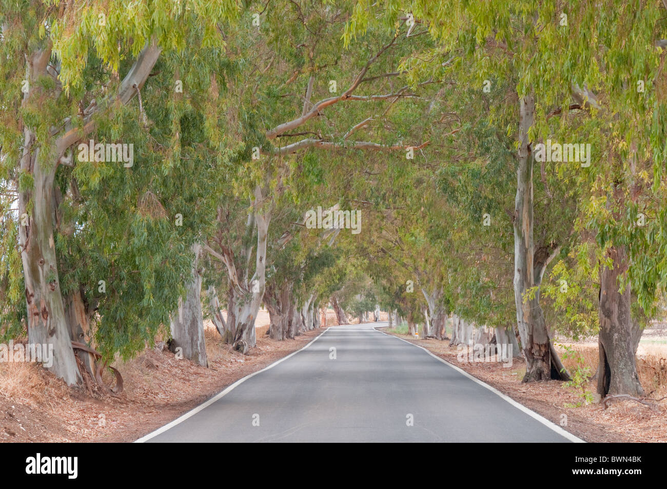 Road with trees Stock Photo - Alamy