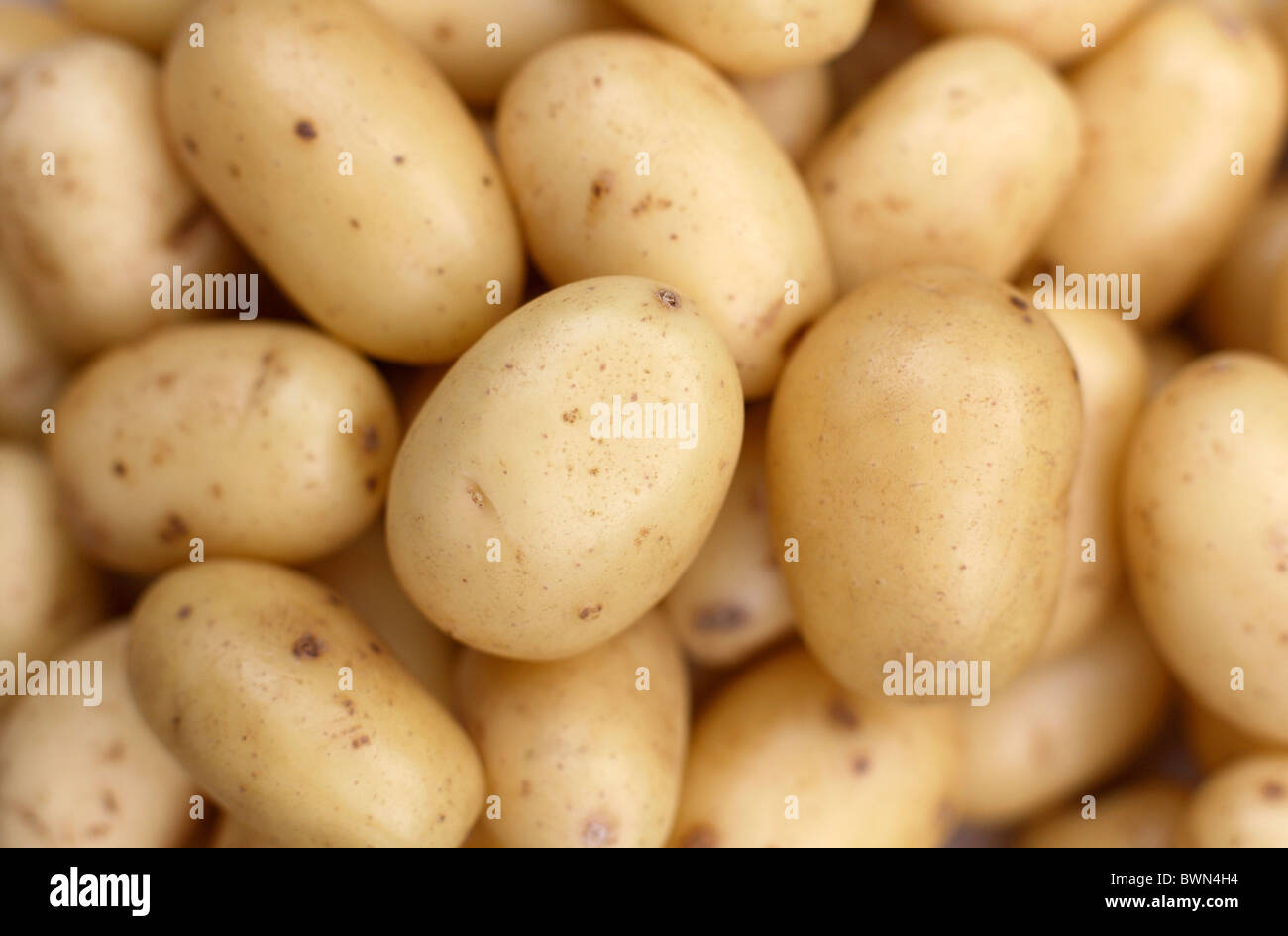 Vivaldi new potatoes Stock Photo - Alamy