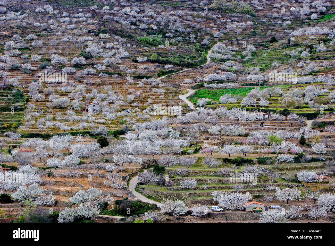 Spain Europe Extremadura Region Jerte Valley Cherry Blossoms cherry ...