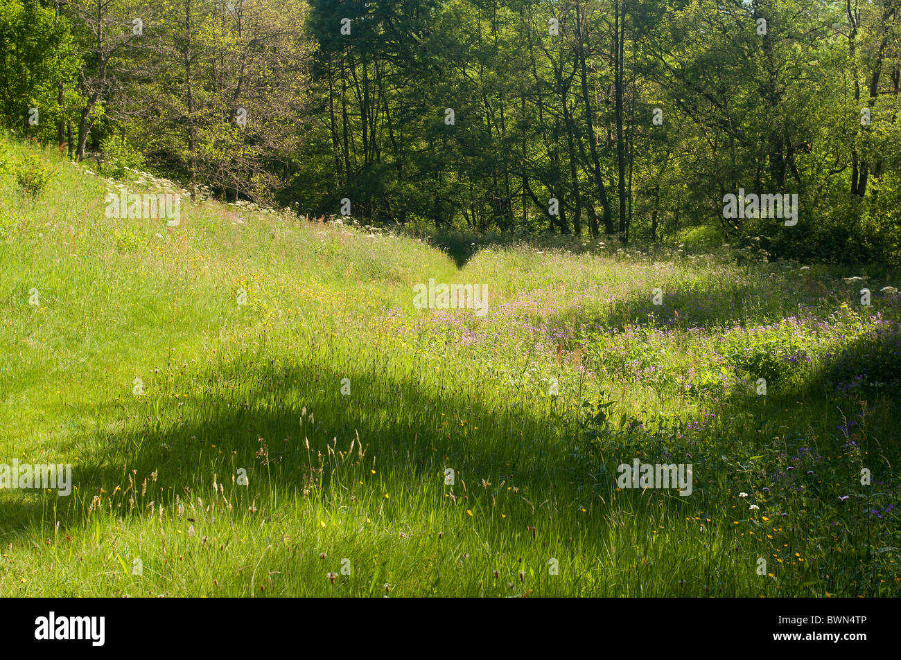 Preserved pasture hi-res stock photography and images - Alamy