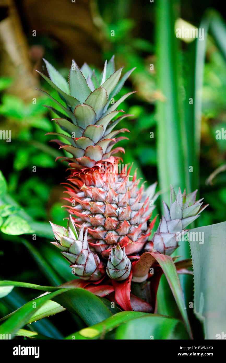Sri Lanka Asia Spices garden Red pine apple Ananas fruit plant tropical ...