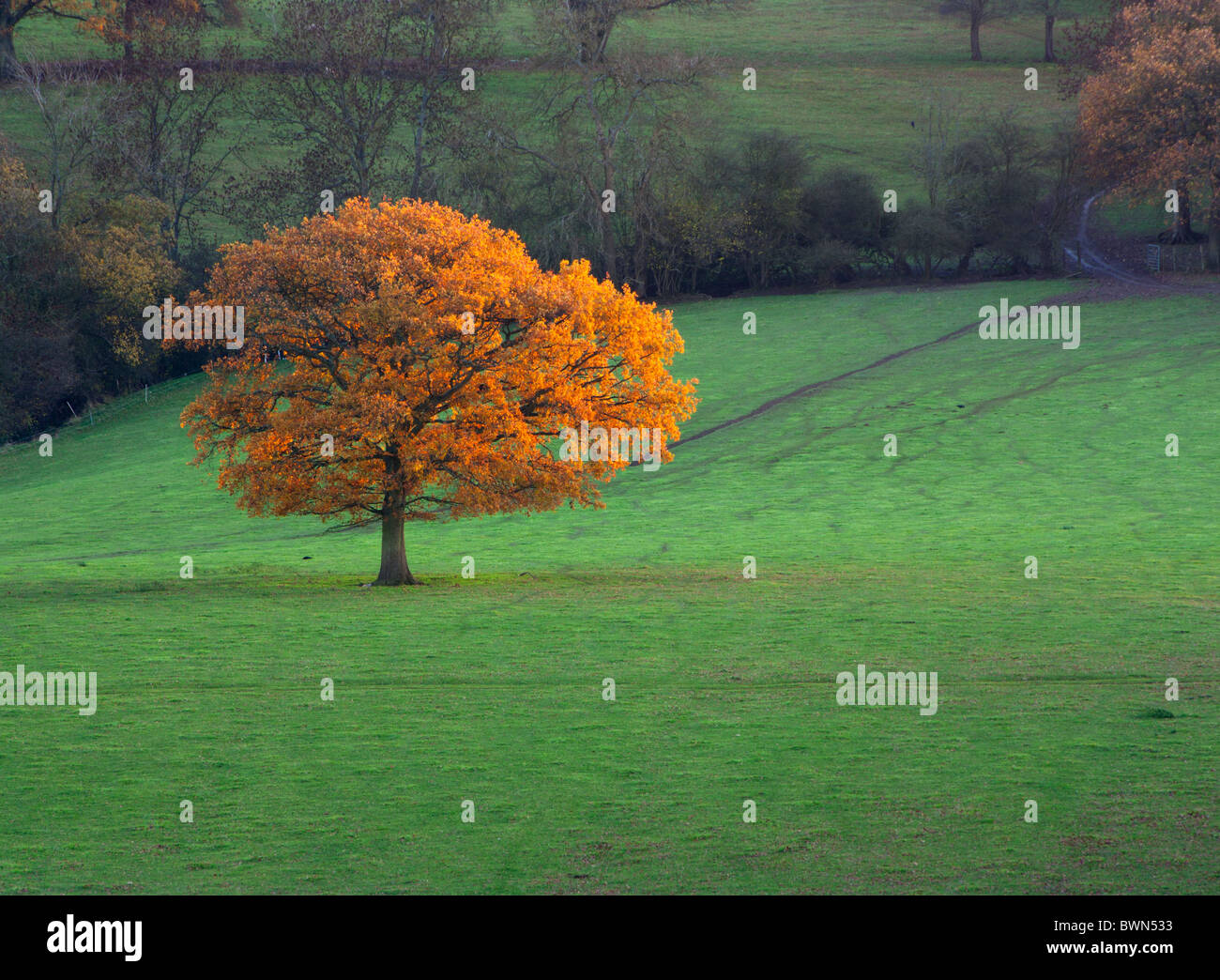 Lonely Autumn Tree May Hill Gloucestershire UK Stock Photo - Alamy