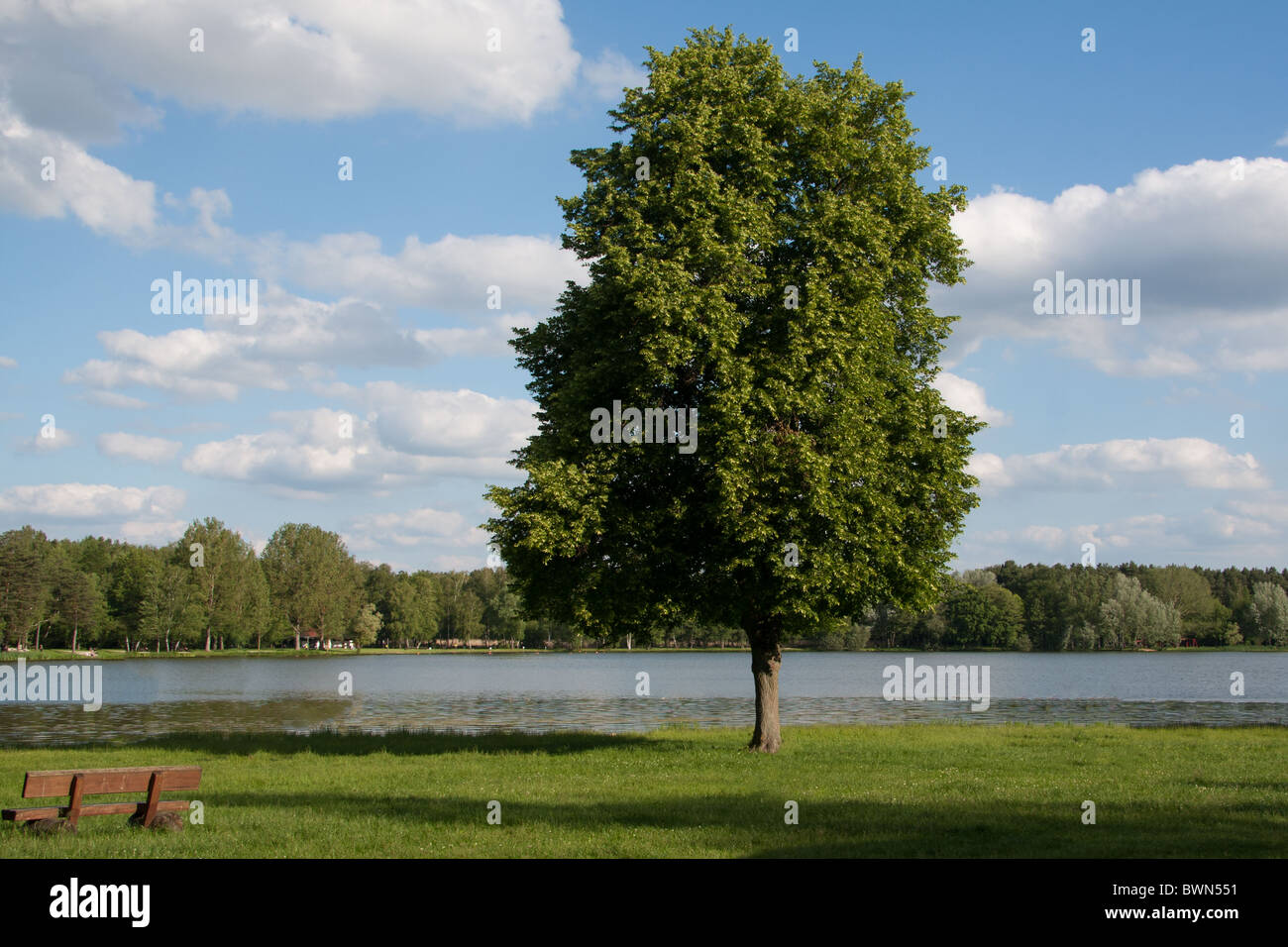 a tree at the lake Stock Photo - Alamy