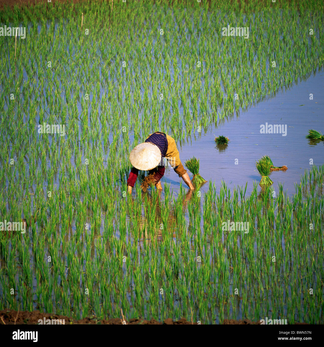 Vietnam Asia Vietnamese woman rice field wet Asia work working ...