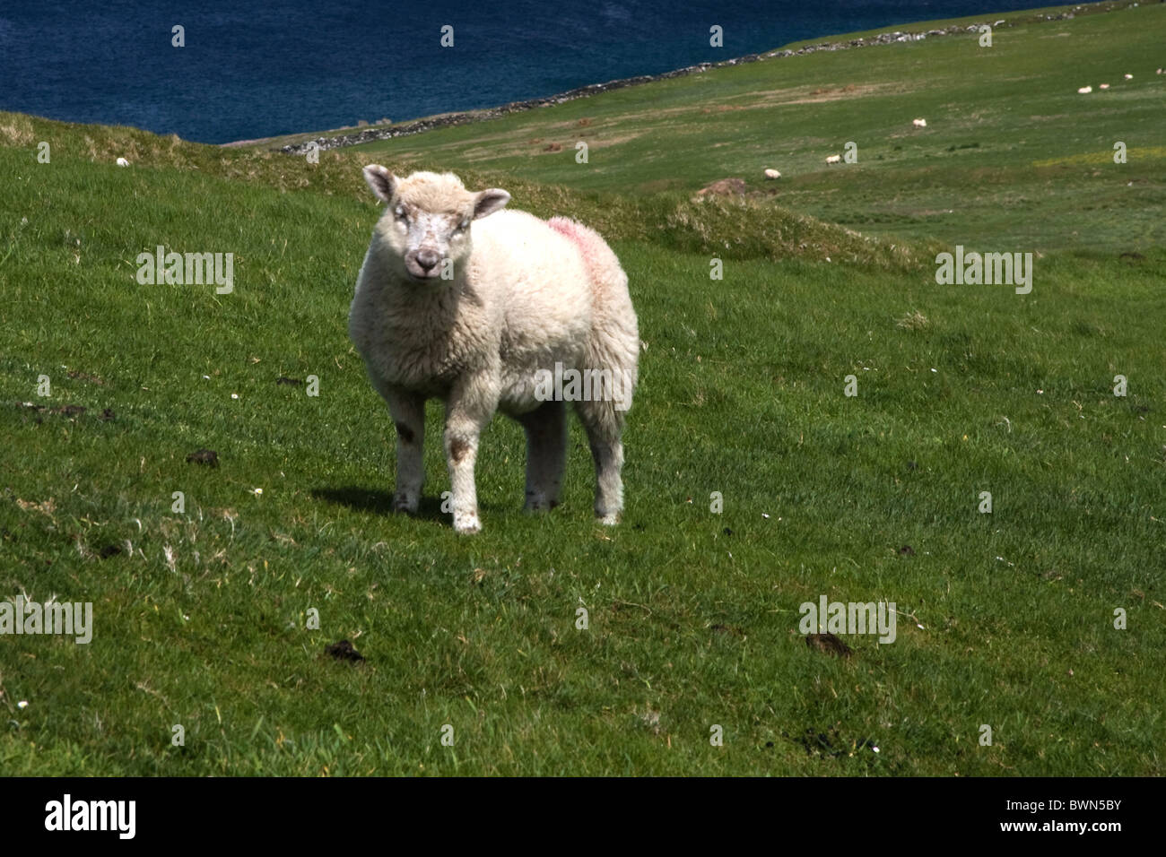 Little sheep hi-res stock photography and images - Alamy