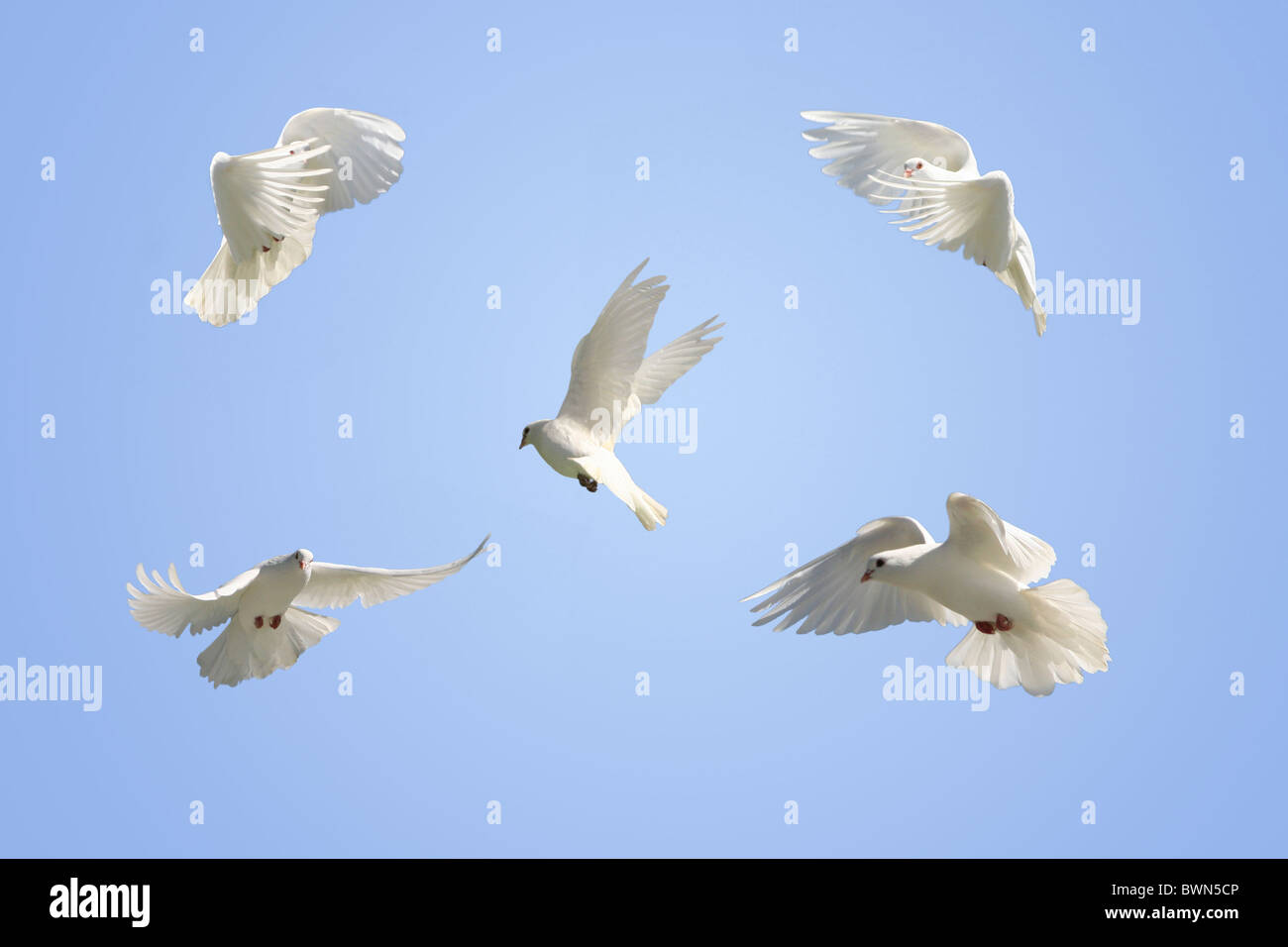 Beautiful White Dove In Flight High Resolution Stock Photography and ...