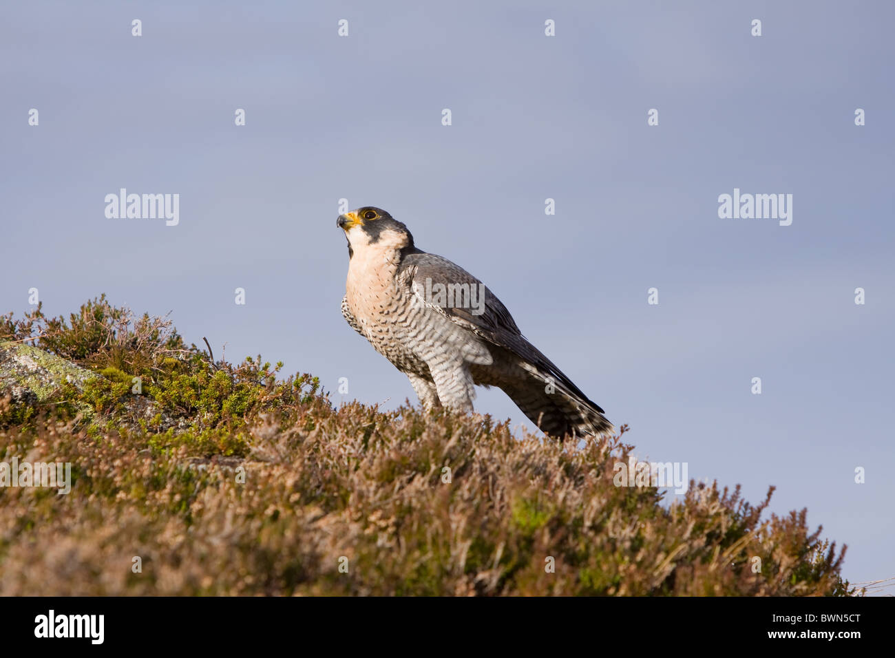 Peregrine falcon looking up at the sky Stock Photo - Alamy