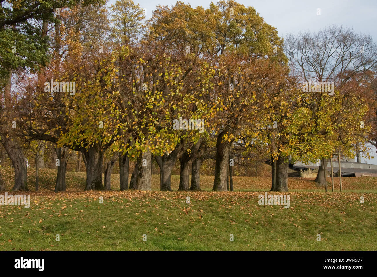 Of autumn sheets hi-res stock photography and images - Alamy