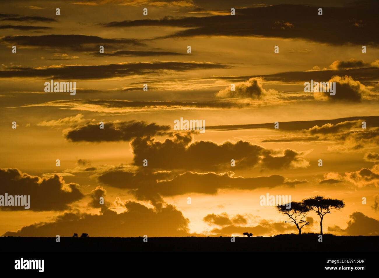 African sunset over the Masai Mara, Kenya Stock Photo - Alamy