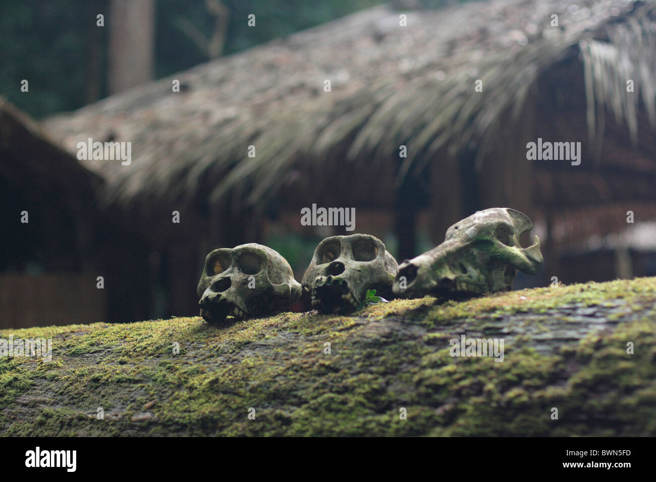 Central African Republic Dzanga Ndoki national park travel trip African ...