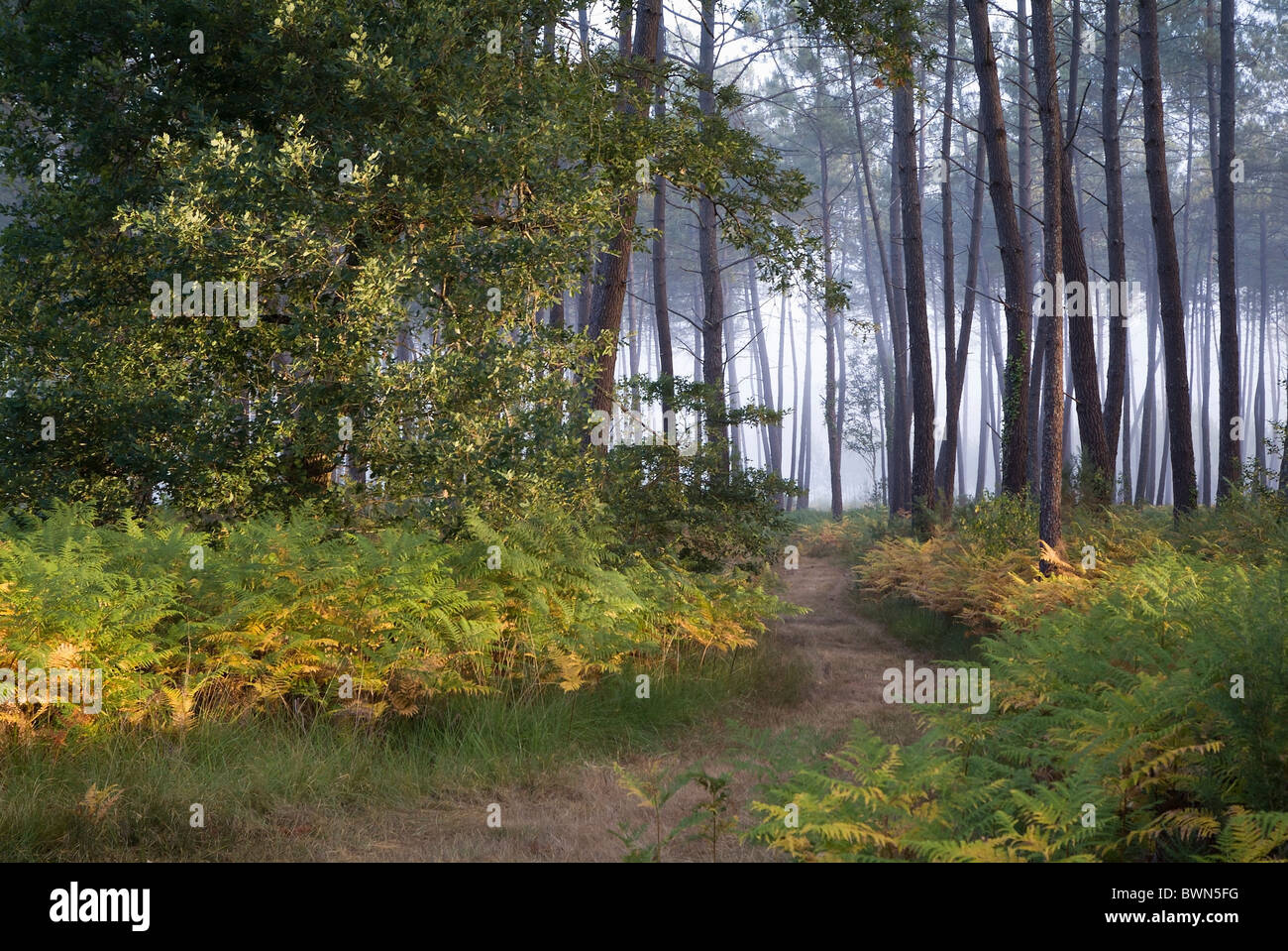 Footpath through Maritime Pine trees (Pinus pinaster) in the Landes ...