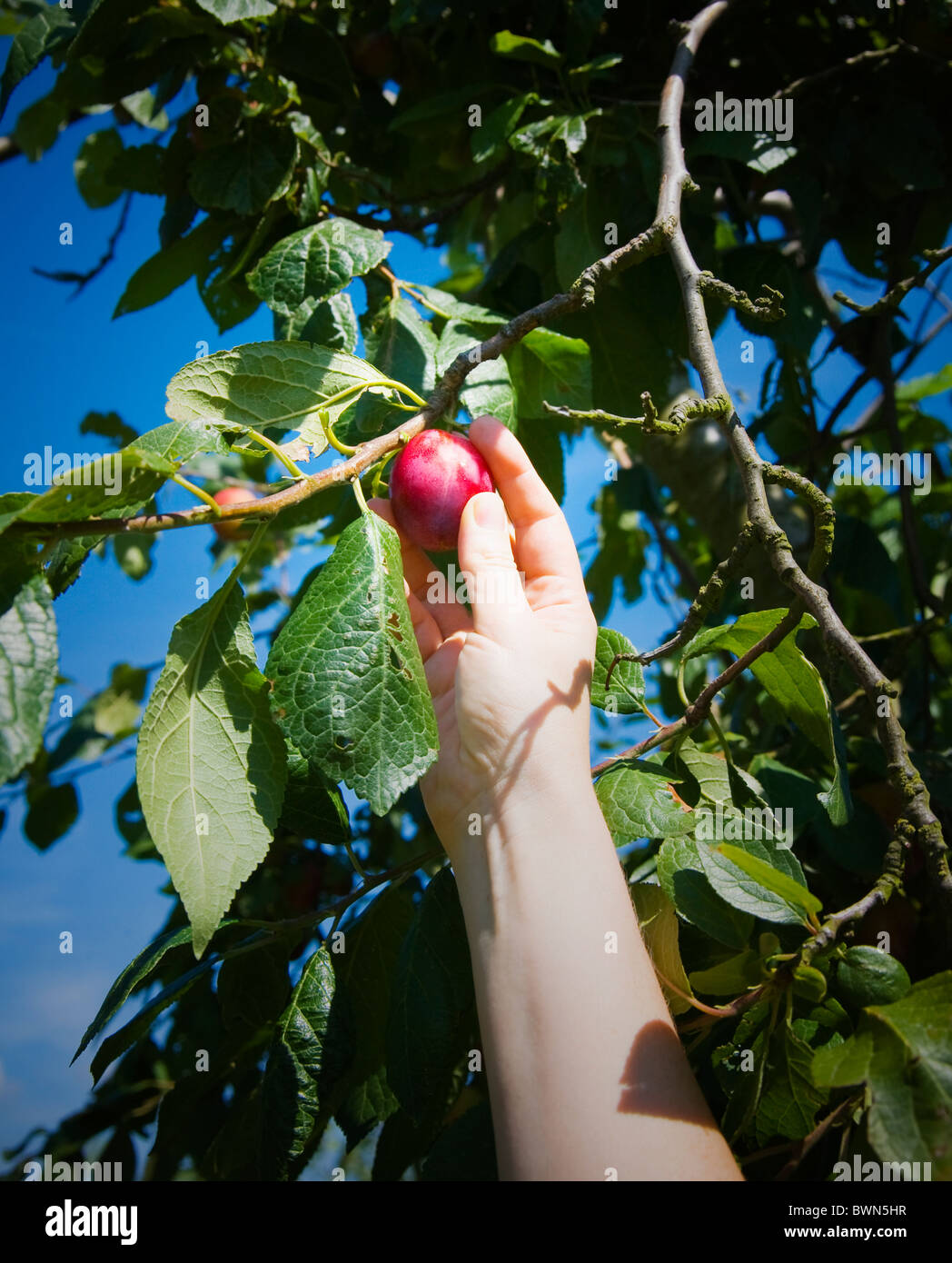Hand picking a plum from orchard tree Stock Photo - Alamy