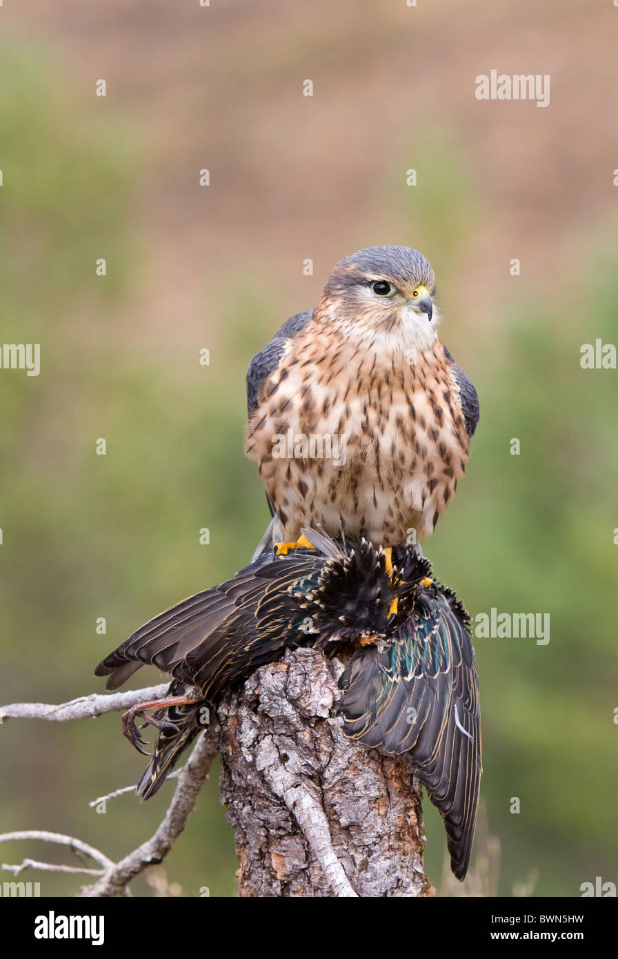 Merlin starling hi-res stock photography and images - Alamy