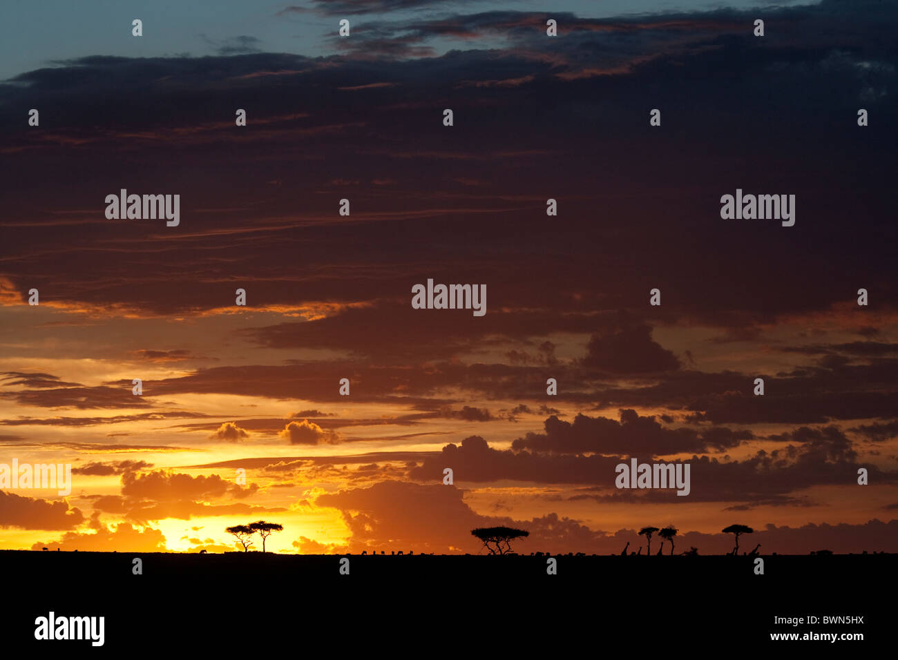 African sunset over the Masai Mara, Kenya Stock Photo - Alamy