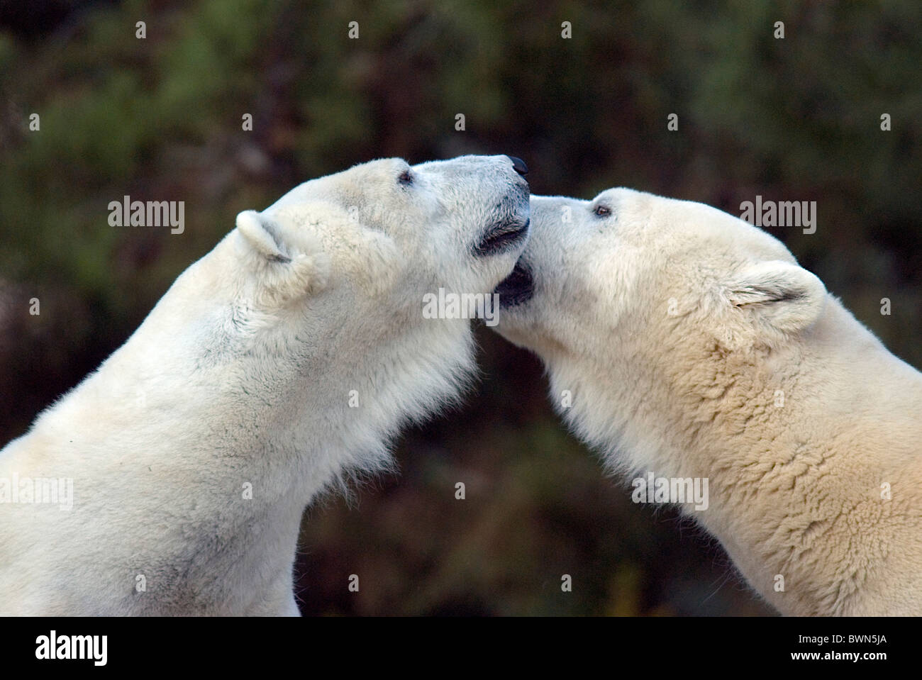 Cuddle animals hi-res stock photography and images - Alamy
