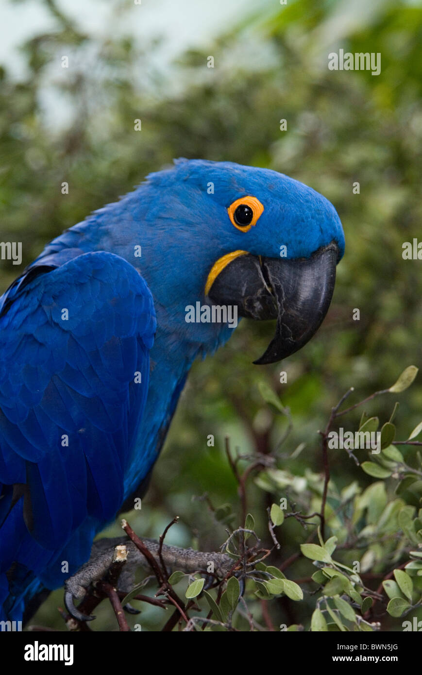 Hyacinth Macaw Anodorhynchus hyacinthinus parrot blue bird Stock Photo ...