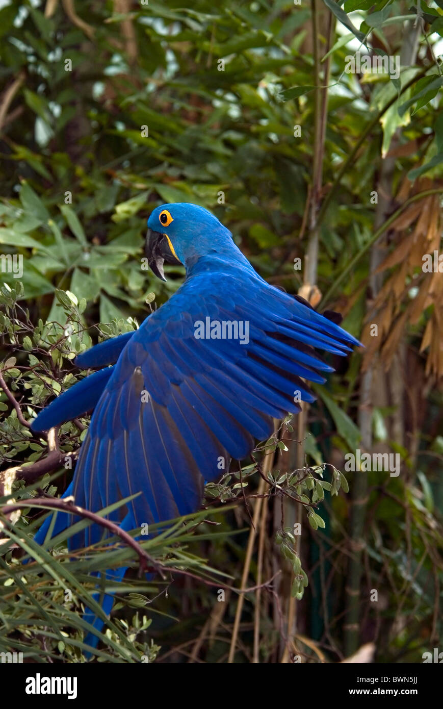 Hyacinth Macaw Anodorhynchus hyacinthinus parrot blue bird Stock Photo ...