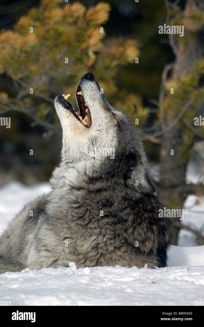Gray Wolf wolf animal Canis lupus howling howl snow Winter Stock Photo ...