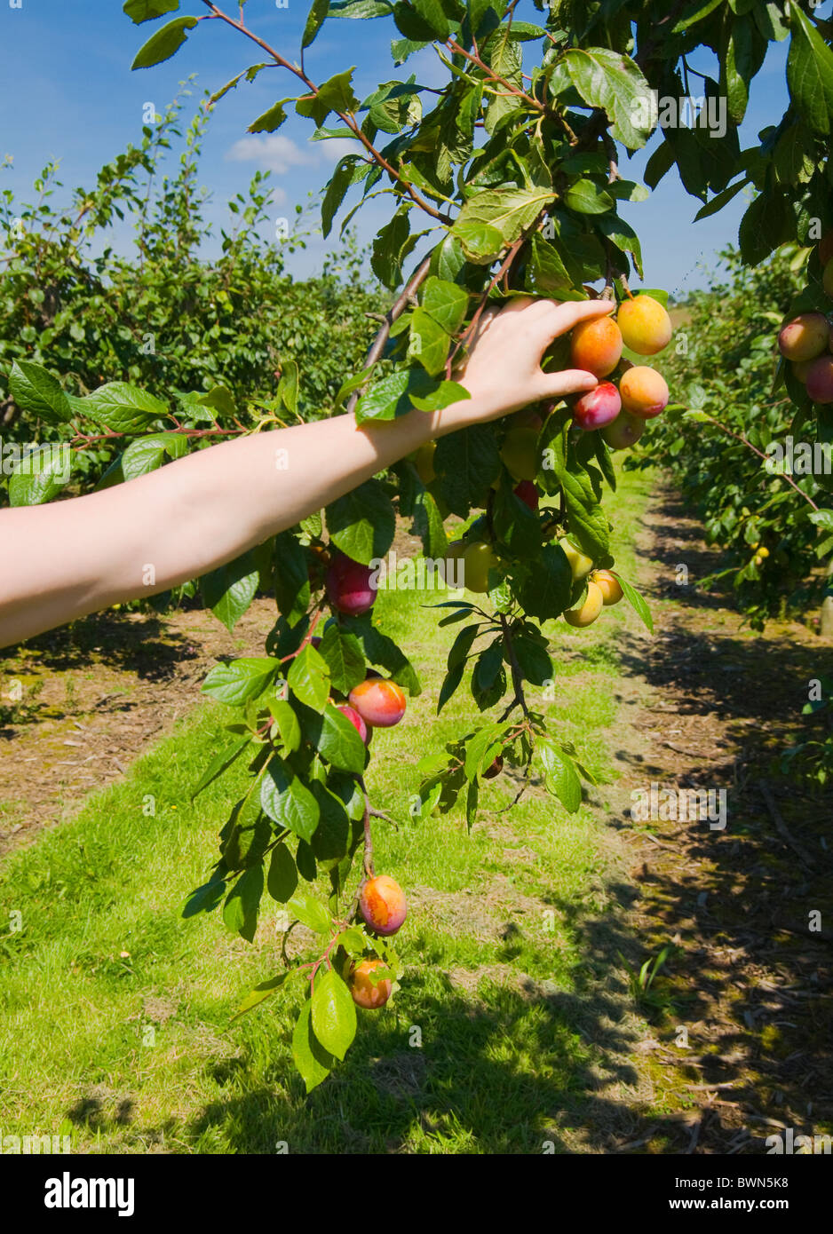 Hand picking a plum from orchard tree Stock Photo - Alamy