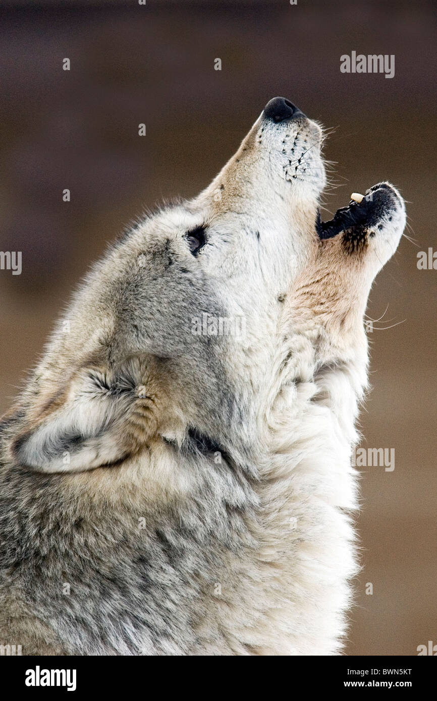 Gray Wolf wolf animal Canis lupus howling howl snow Winter Stock Photo ...