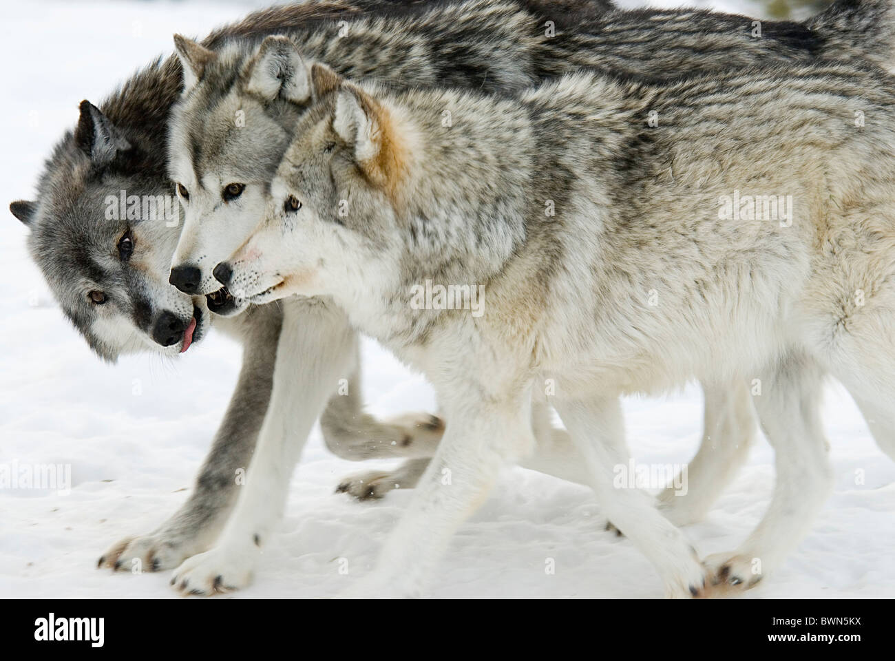 Three wolves hi-res stock photography and images - Alamy