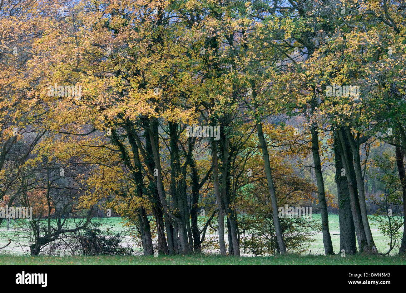 Row of trees in autumn or fall with pastel autumnal colouring on edge ...