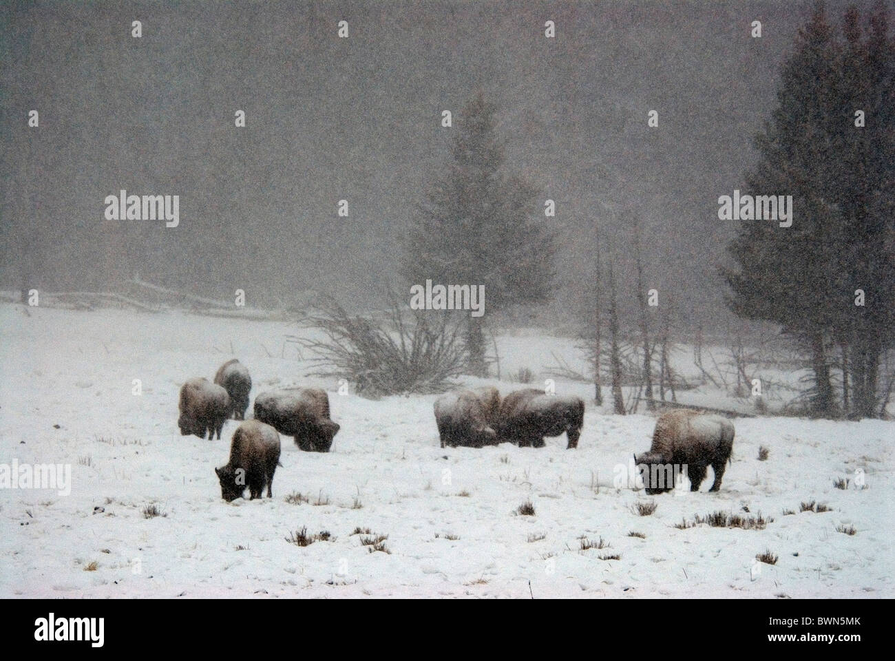 American Bison Bison bison Yellowstone national park Wyoming USA ...