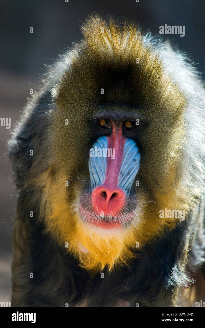 Mandrill Papio sphinx male monkey portrait Stock Photo - Alamy
