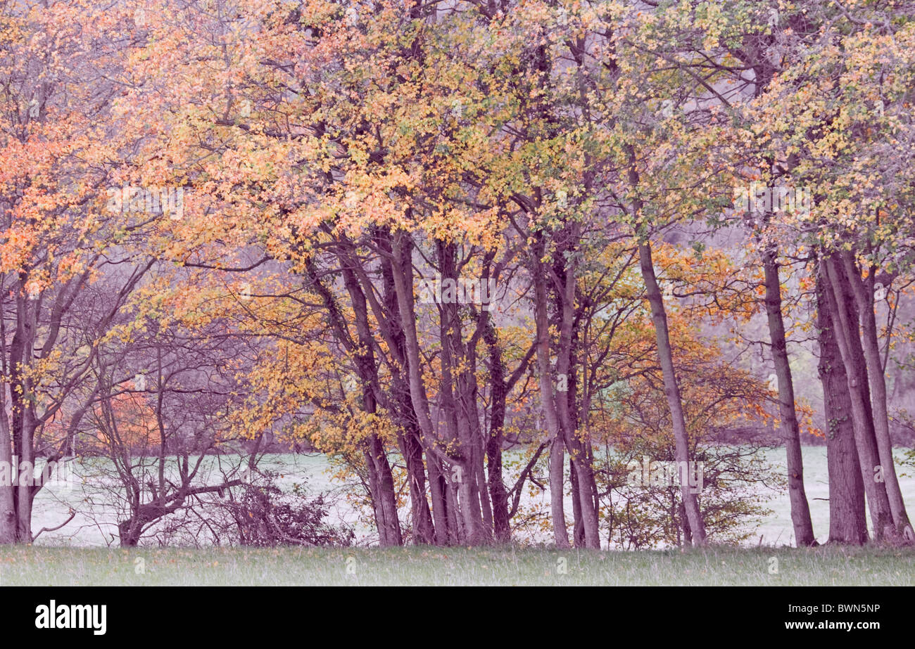 Row of trees in autumn or fall with pastel autumnal colouring on edge ...