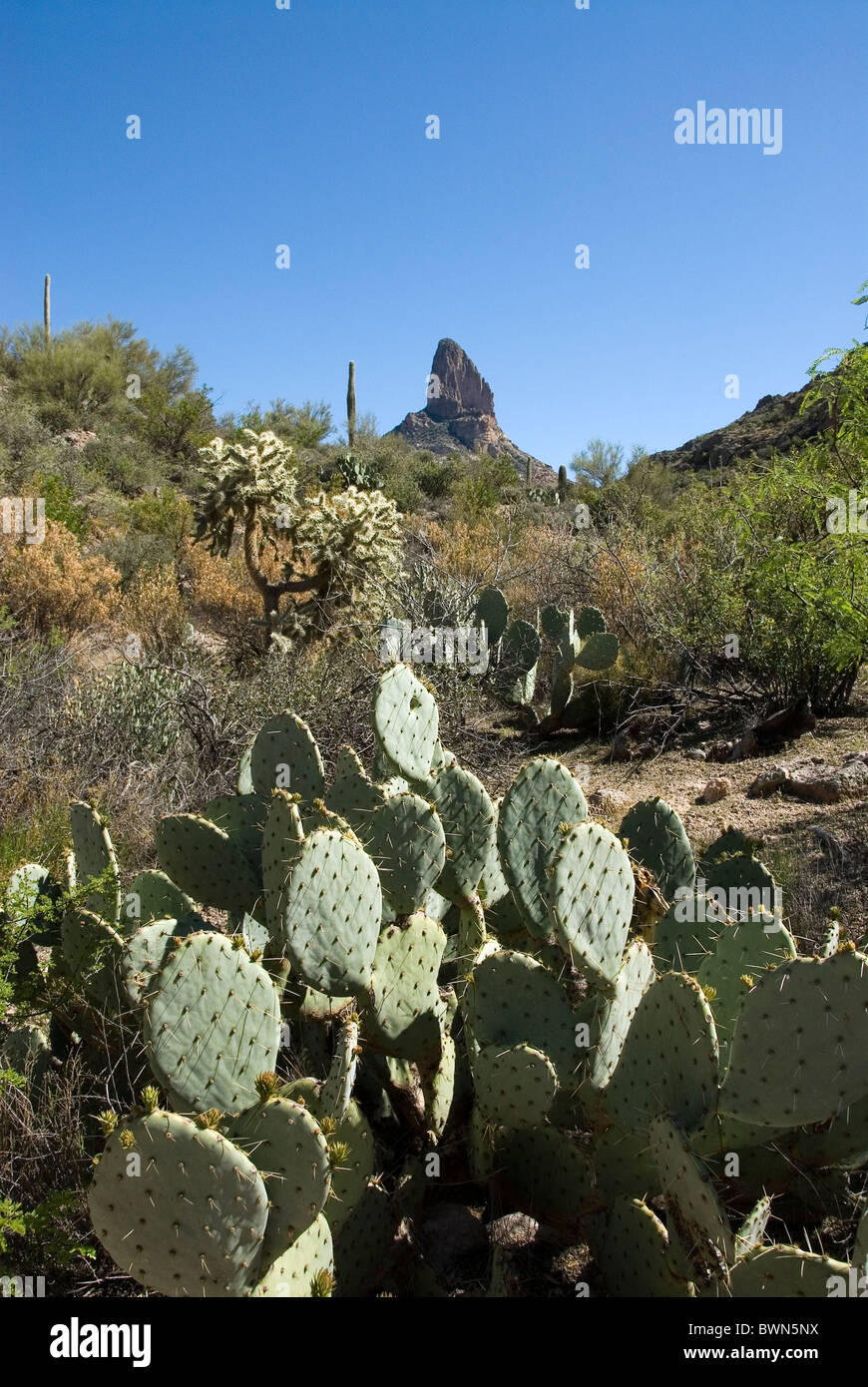 USA America United States North America Weaver Needle Arizona ...