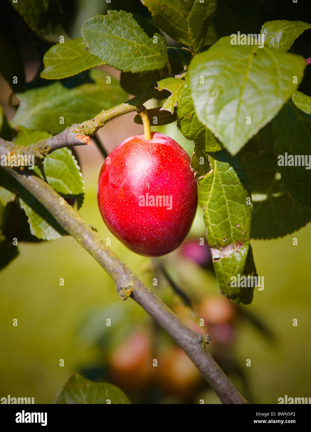 Single plum growing on an orchard tree Stock Photo - Alamy